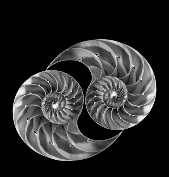 Nautilus shells stock photo. Image of biology, nautilus - 27896708