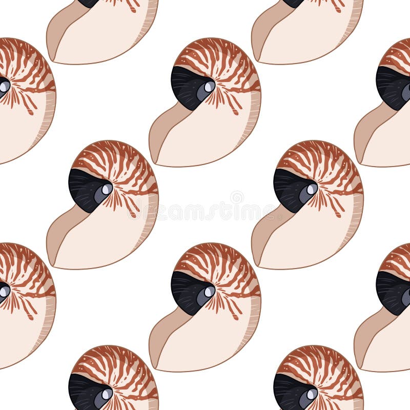 Nautilus shells stock vector. Illustration of seashore - 19067896