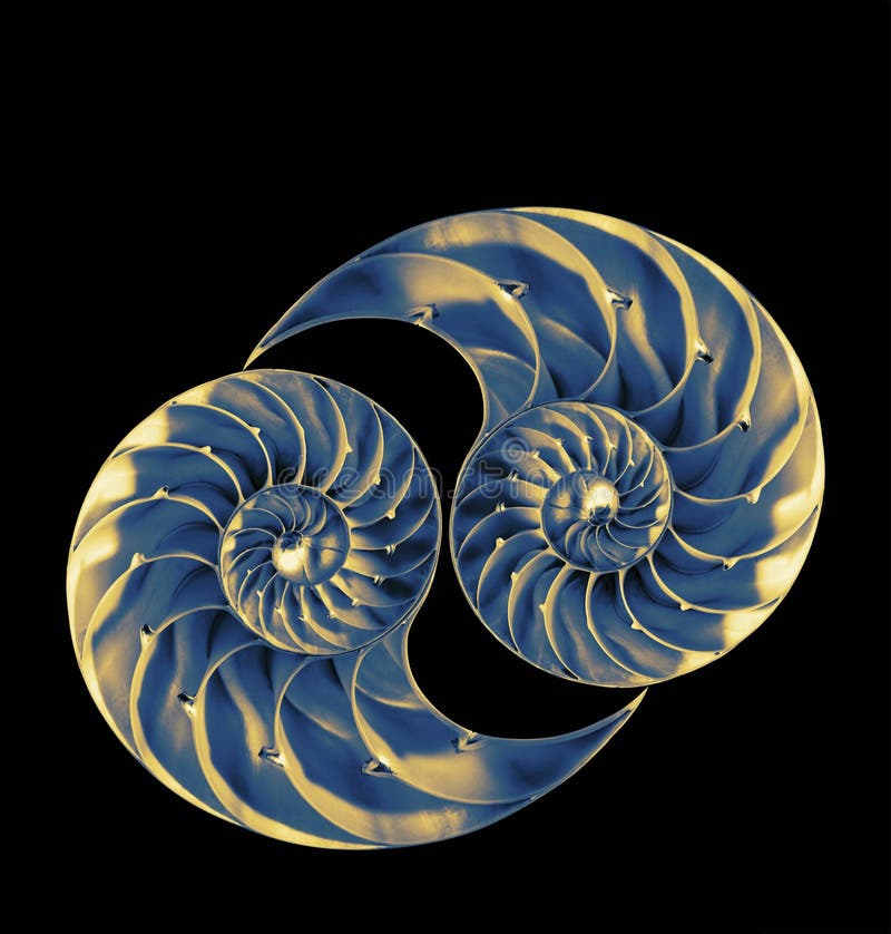 Nautilus shells stock image. Image of extreme, geometry - 36146849