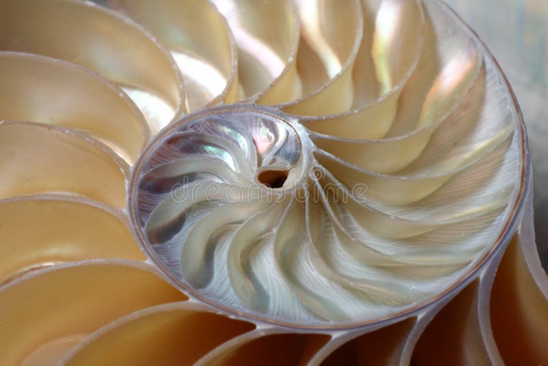 Nautilus spiral stock image. Image of shell, nautilus - 19488757