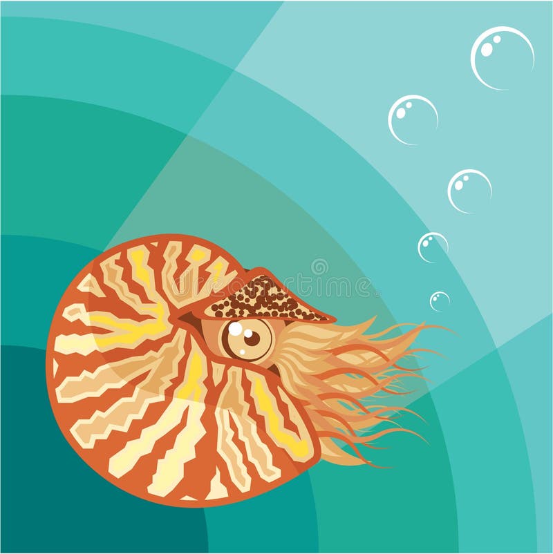 Nautilus vector stock vector. Illustration of beach, life - 49280169