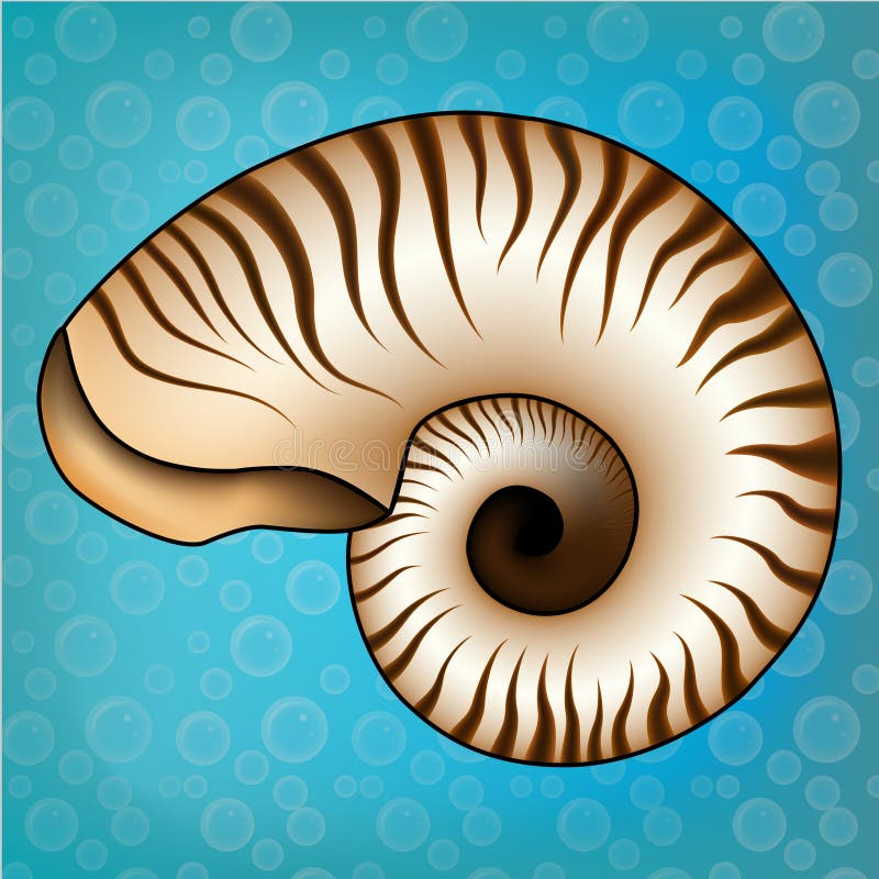 Sea Shel Stock Illustrations – 57 Sea Shel Stock Illustrations, Vectors ...