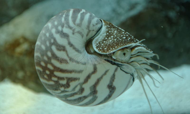 Nautilus with Extended Tentacles Stock Image - Image of animal ...