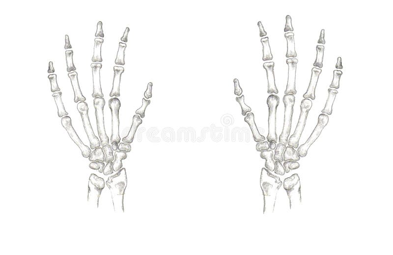 Hand - Normale Tonende Beenderen En Verbindingen Stock Illustratie ...