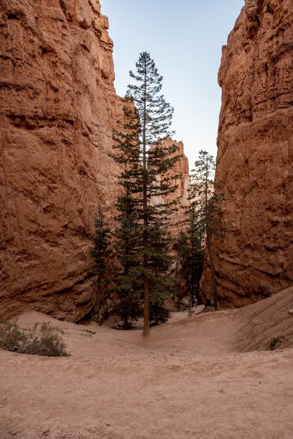 Navajo Loop Trail Trees Grow in the Switchbacks Stock Photo - Image of ...