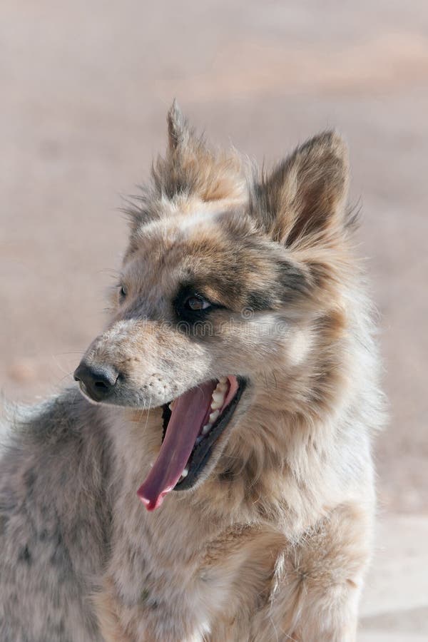 Navajo stray dog stock photo. Image of hungry, navajo - 26189714
