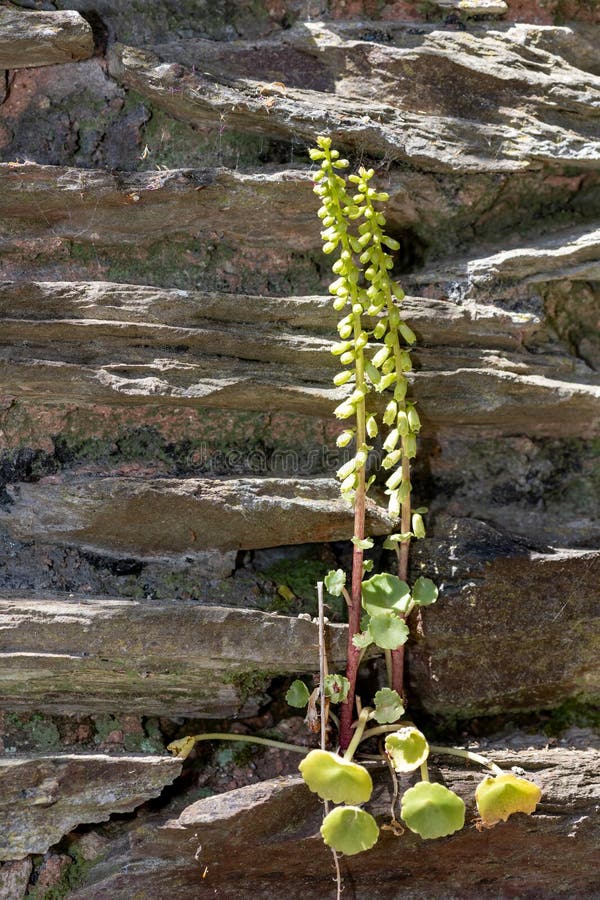 Navelwort (umbilicus Rupestris Stock Photo - Image of nature, pennywort ...