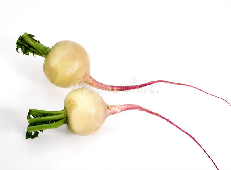 Navet stock photo. Image of life, studio, still, indoor - 173365592