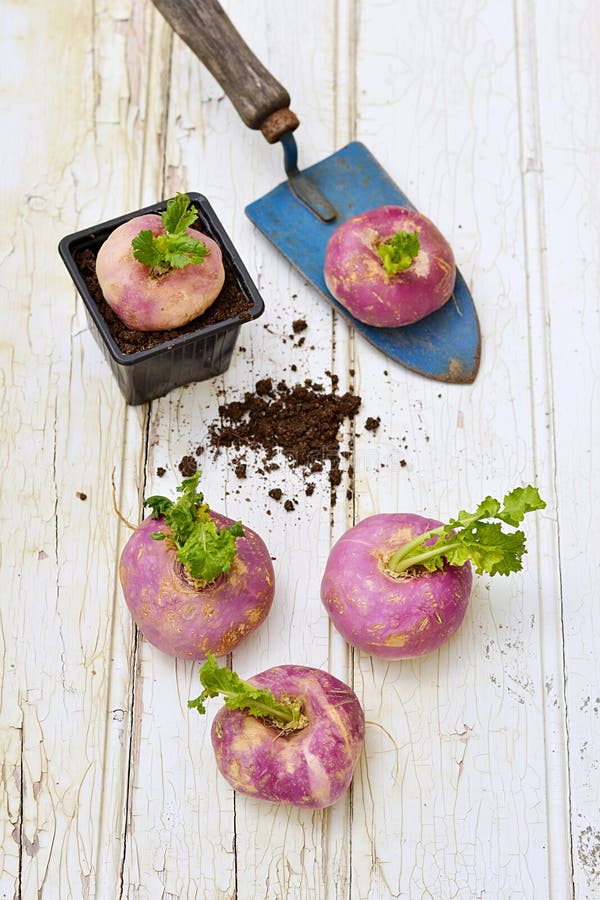 Navets Sur La Table En Bois Avec Une Mini Pelle Photo stock - Image du ...