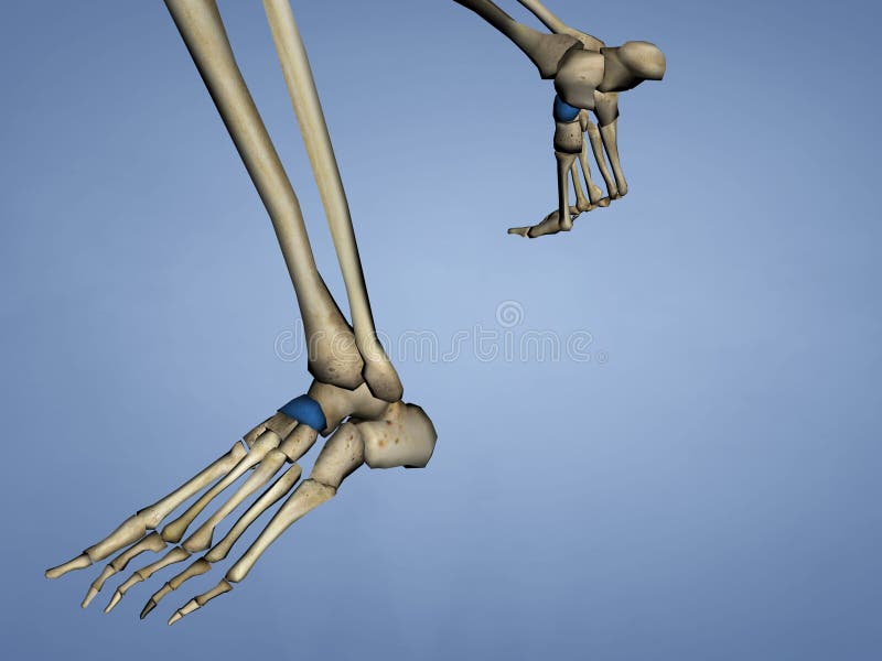 Navicular Bone, 3D Model stock illustration. Illustration of medicine ...