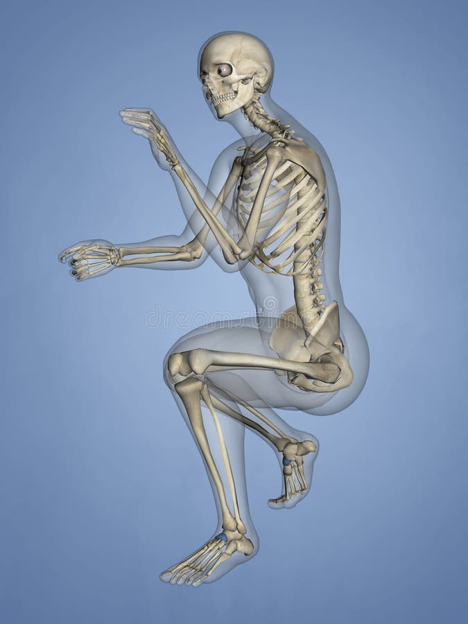 Navicular Bone, 3D Model stock illustration. Illustration of body ...