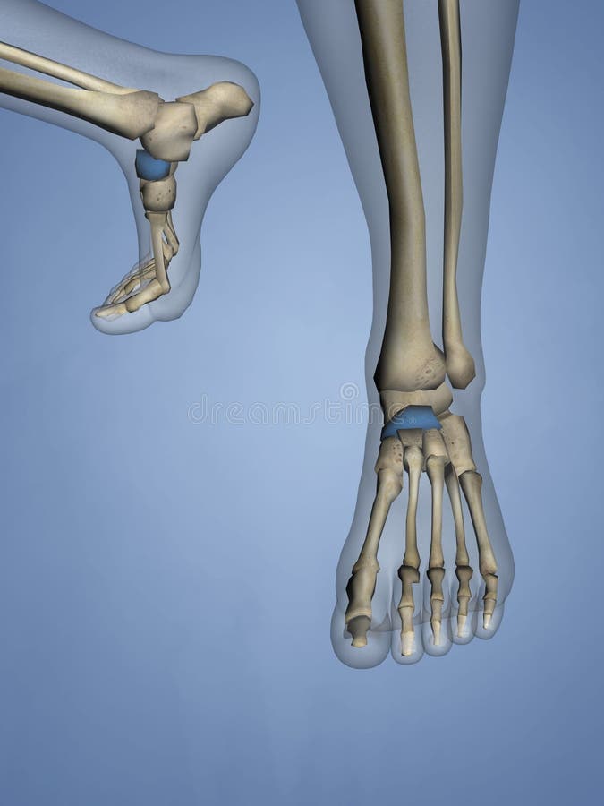Navicular Bone, 3D Model stock illustration. Illustration of foot ...