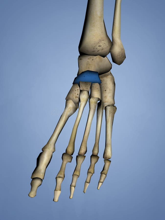Navicular Bone, 3D Model stock illustration. Illustration of anatomical ...