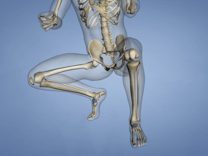 Navicular Bone, 3D Model stock illustration. Illustration of bone ...