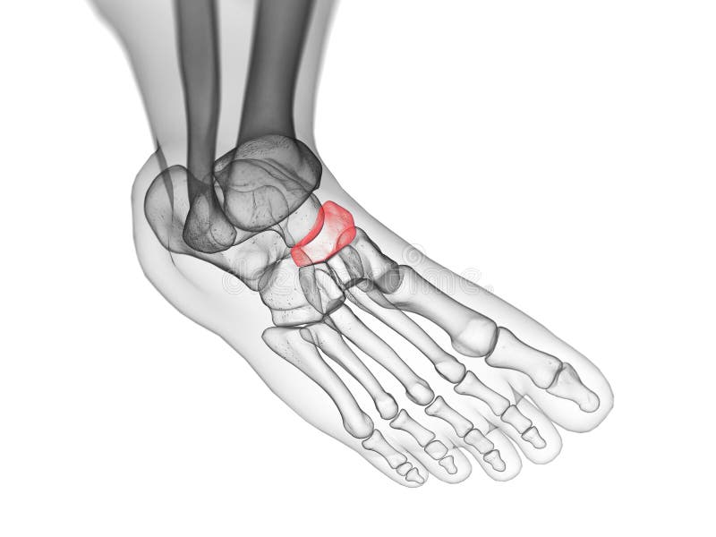 The navicular bone stock illustration. Illustration of metatarsal ...