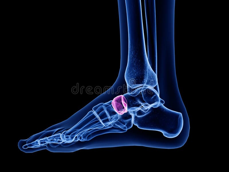 Navicular Bone, 3D Model stock illustration. Illustration of bones ...