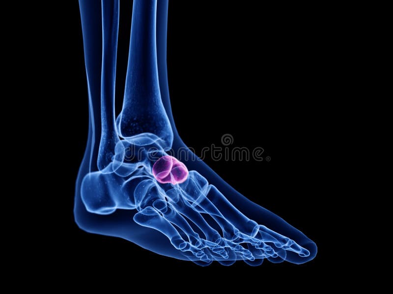 Navicular Bone, 3D Model stock illustration. Illustration of bones ...