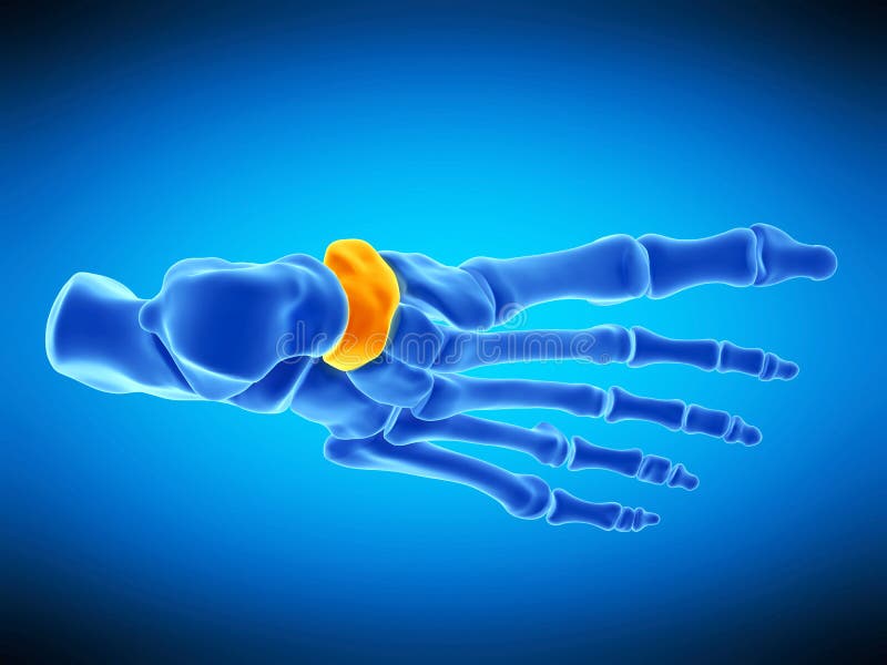 Navicular Bone, 3D Model stock illustration. Illustration of body ...