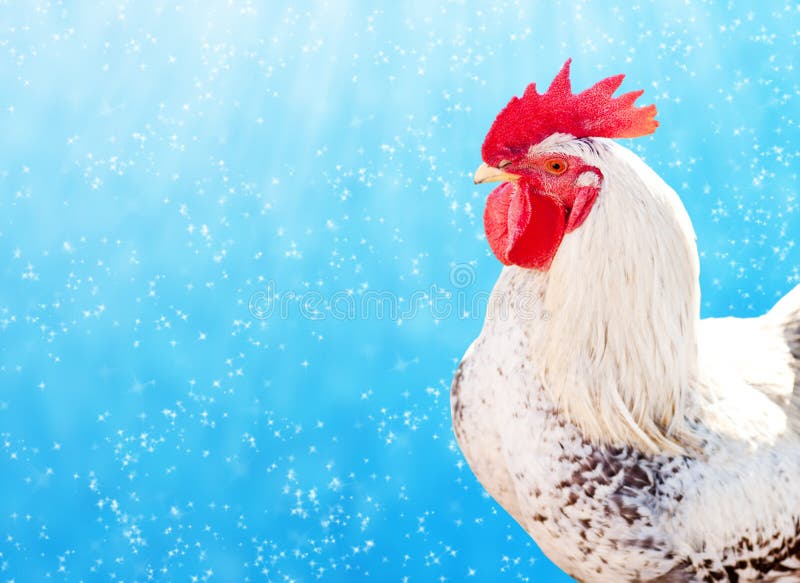 Navidad Gallo imagen de archivo. Imagen de rojo, wallpaper - 82102579