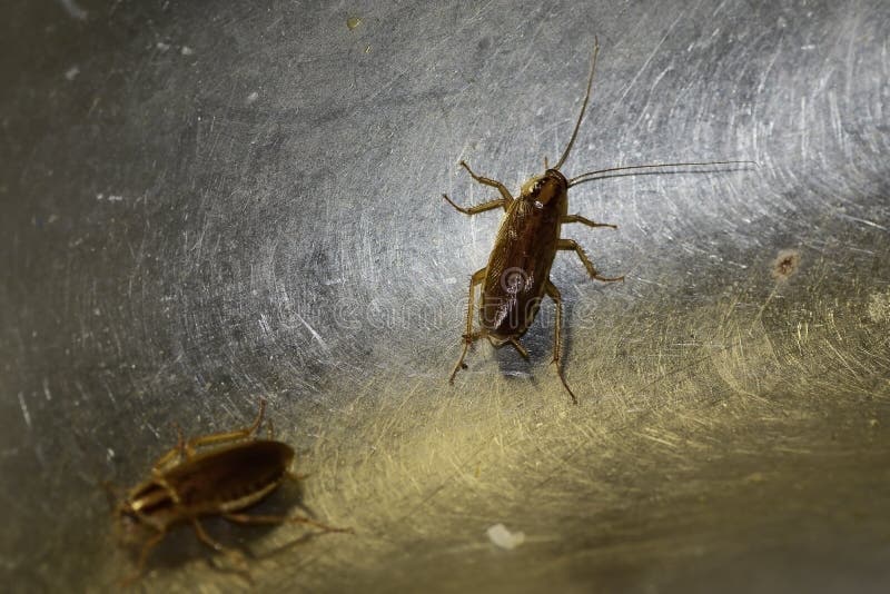 Navigation and Communication System in Insects of Red German ...