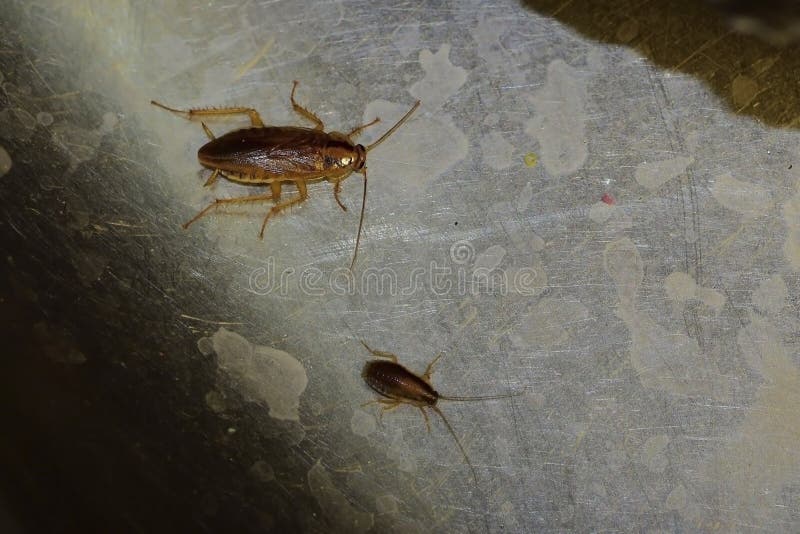 Navigation and Communication System in Insects of Red German ...