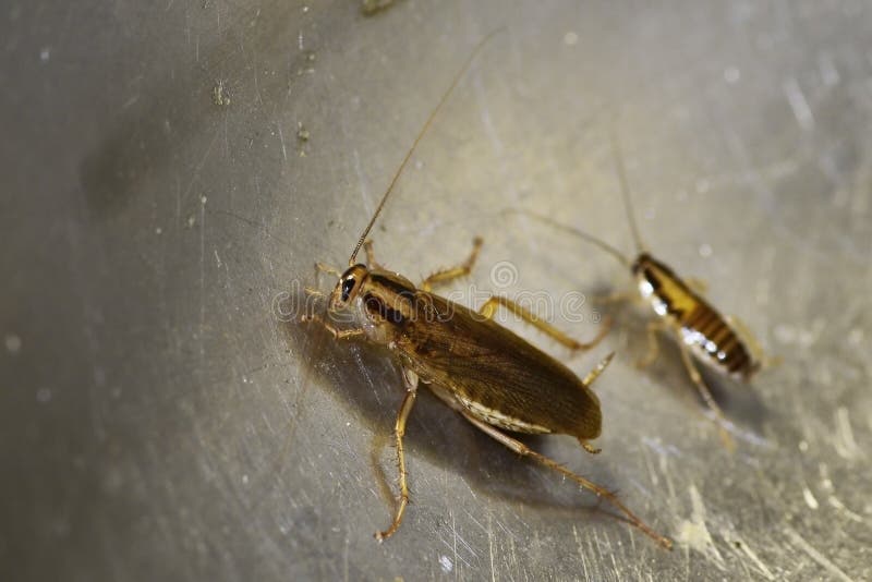 Navigation and Communication System in Insects of Red German ...