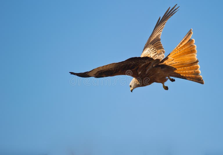 How To Change Flight Stock Photos - Free & Royalty-Free Stock Photos ...