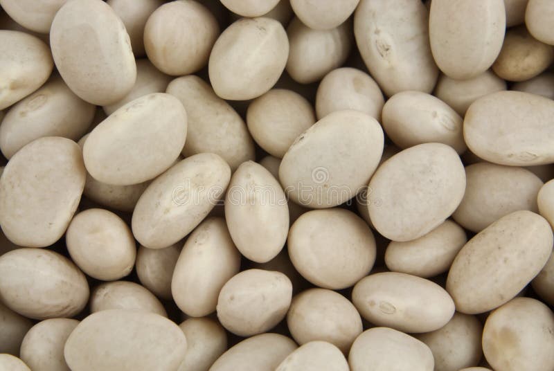 Navy beans stock photo. Image of legume, diet, dinner - 26402282