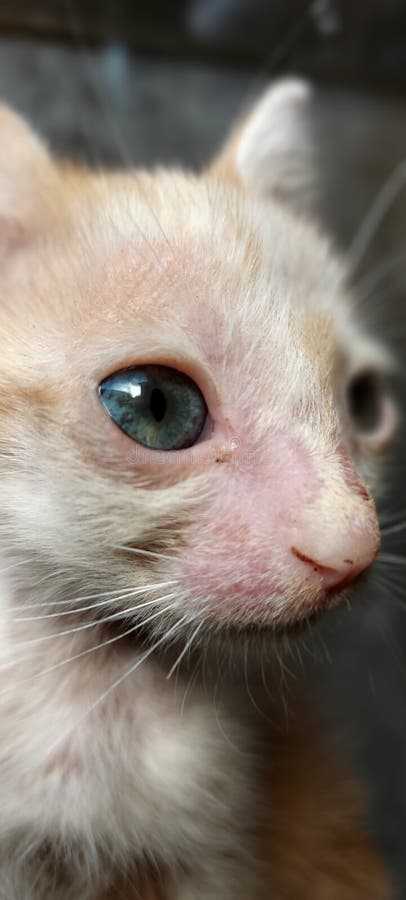 Navy Blue Cat Eyes Stock Photos - Free & Royalty-Free Stock Photos from ...