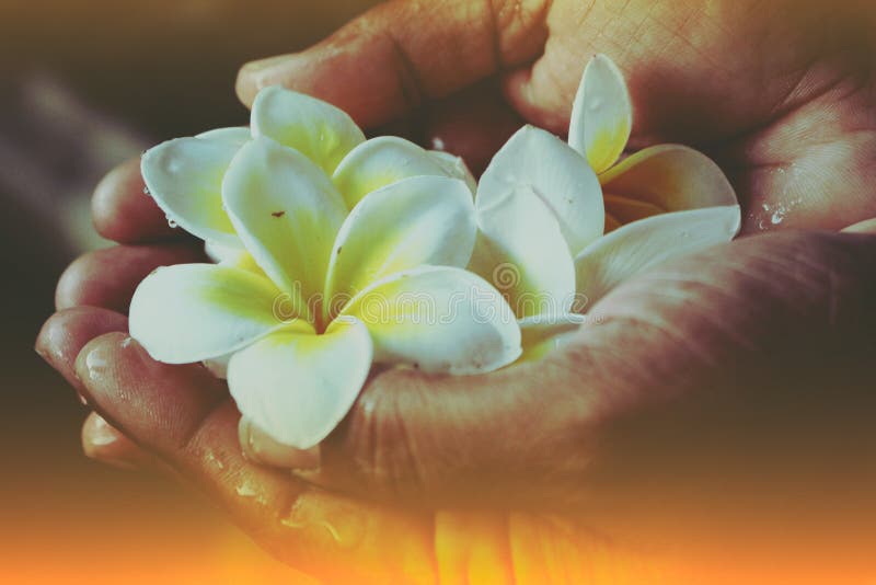 Planta De Flores De Nayan Tara. Flor Rosa De Cataranthus Roseus En Flor ...