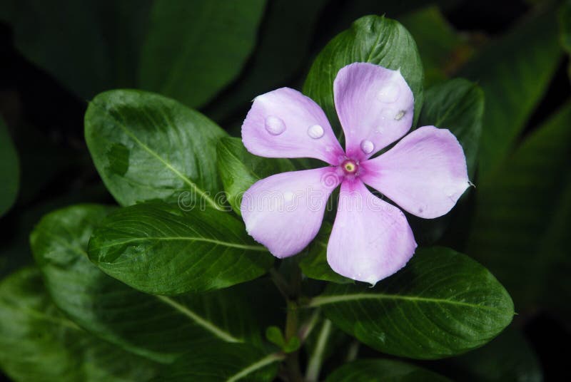 Nayantara Cor-de-rosa - Roseus Do Catharanthus Imagem de Stock - Imagem ...