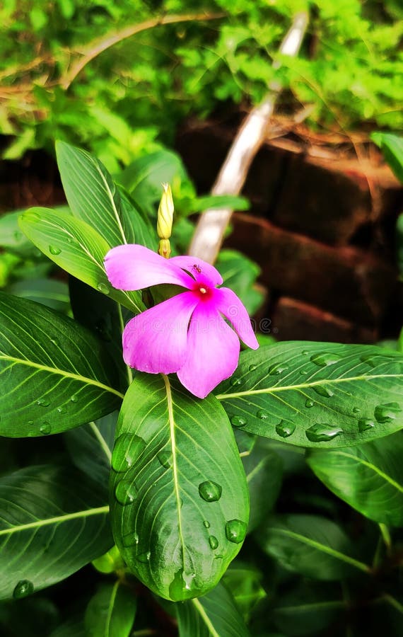 Nayantara flower stock photo. Image of leaf, petals - 208918384