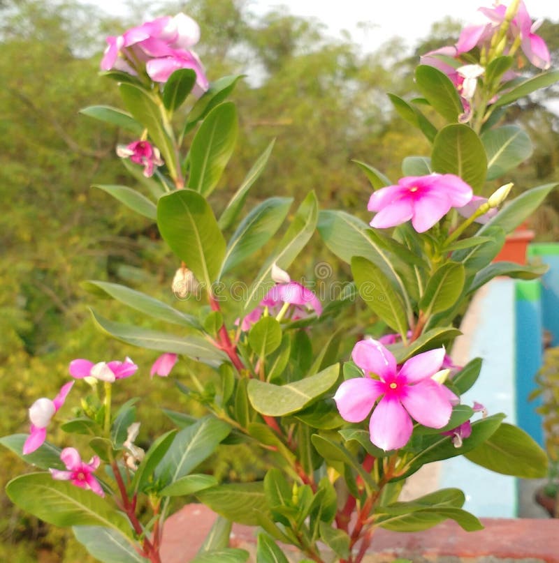 Nayantara stock photo. Image of flower, plant, white - 70789942