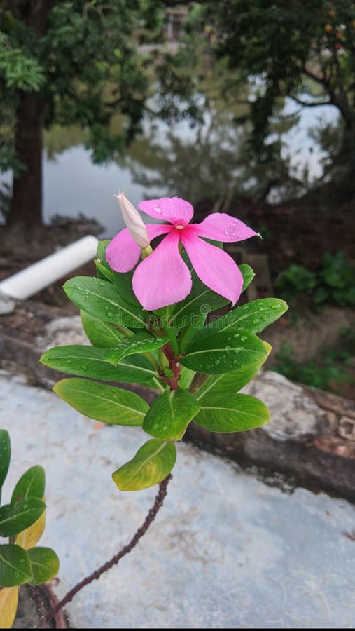 Nayantara Flowers are Green Stock Photo - Image of shrub, tree: 228009392