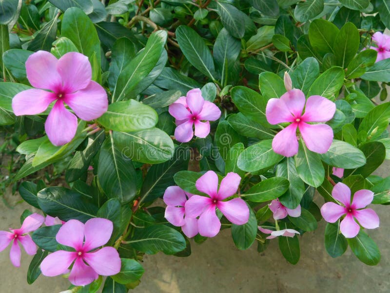 Catharanthus Roseus Photo in Nadia Stock Photo - Image of medicine ...