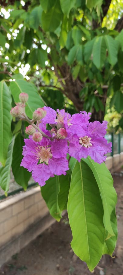 Nazareno, Flowers, Tree, Color Stock Image - Image of nazareno, lila ...