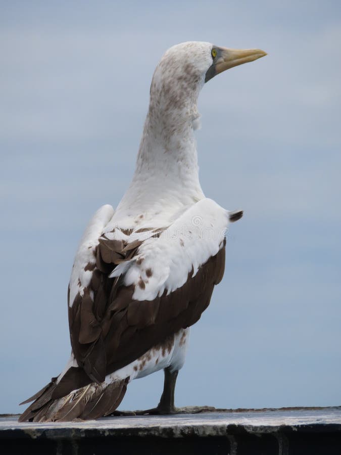 Nazca booby bird stock image. Image of nazca, eagle - 250369987