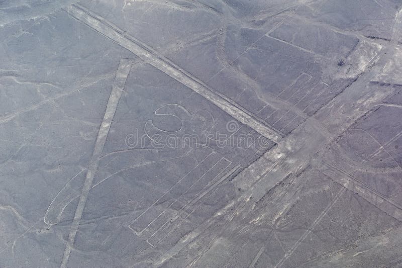 Nazca lines - the Parrot stock photo. Image of peruvian - 58163862
