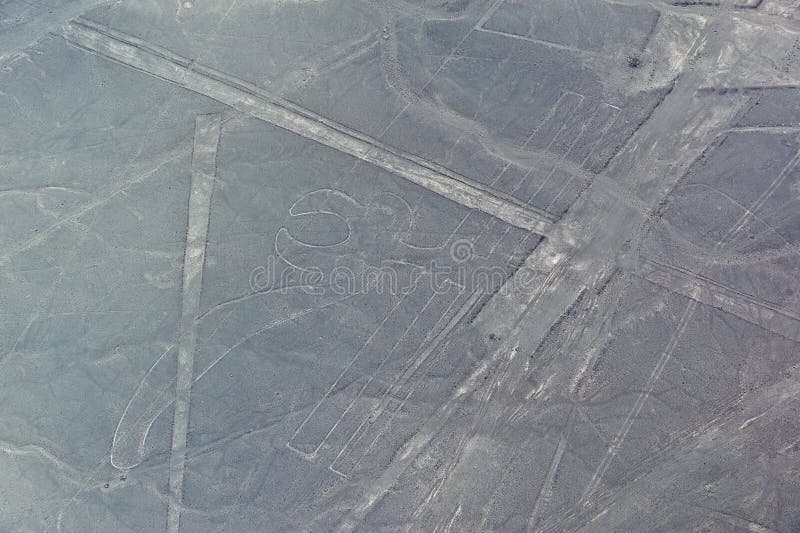 Nazca lines - the Parrot stock photo. Image of drawing - 58163908