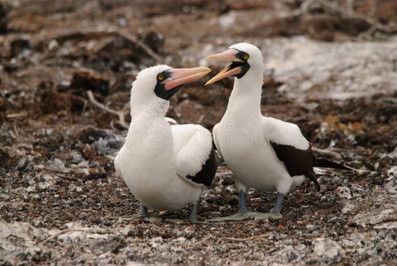 Nazcar Booby Pair on Galapagos Stock Photo - Image of bird, nazcar ...