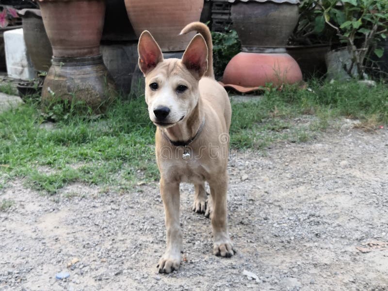 Brown Dogs are Looking for Things Stock Image - Image of nbrown, dogs ...