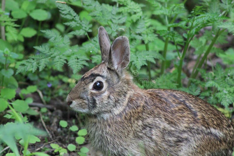 Eastern Cottontail stock photo. Image of cottontail - 219369090
