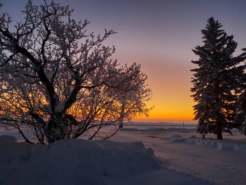 ND Trees in the Stillness stock image. Image of branch - 269788815
