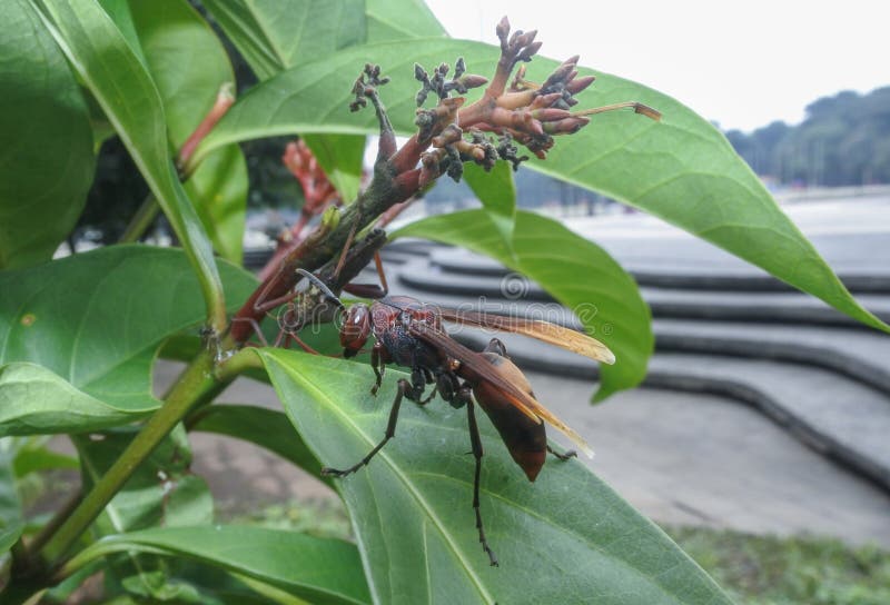 The Ndas Wasp, As it is Called in Indonesia Stock Image - Image of land ...