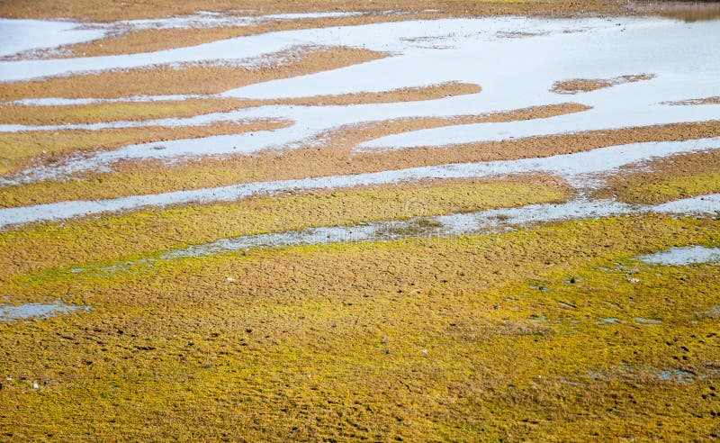 Wetland Texture Seamless Stock Photos - Free & Royalty-Free Stock ...