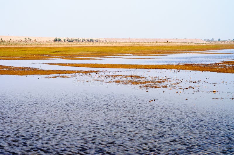 Wetland Texture Seamless Stock Photos - Free & Royalty-Free Stock ...