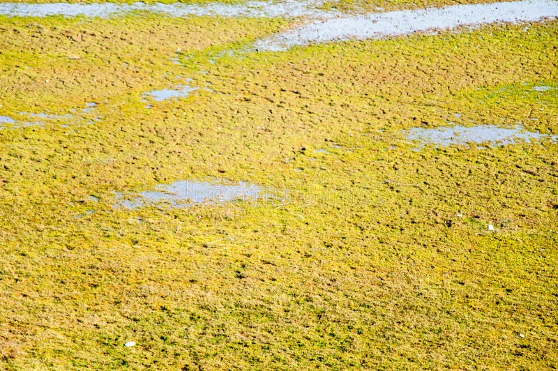 Wetland Texture Seamless Stock Photos - Free & Royalty-Free Stock ...