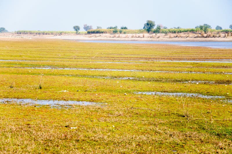 Wetland Texture Seamless Stock Photos - Free & Royalty-Free Stock ...
