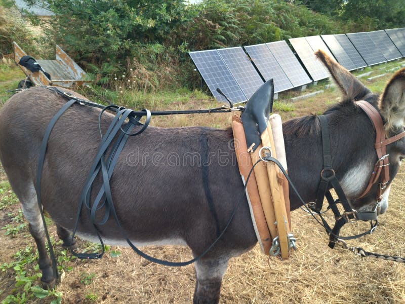 Murp Stock Photos - Free & Royalty-Free Stock Photos from Dreamstime