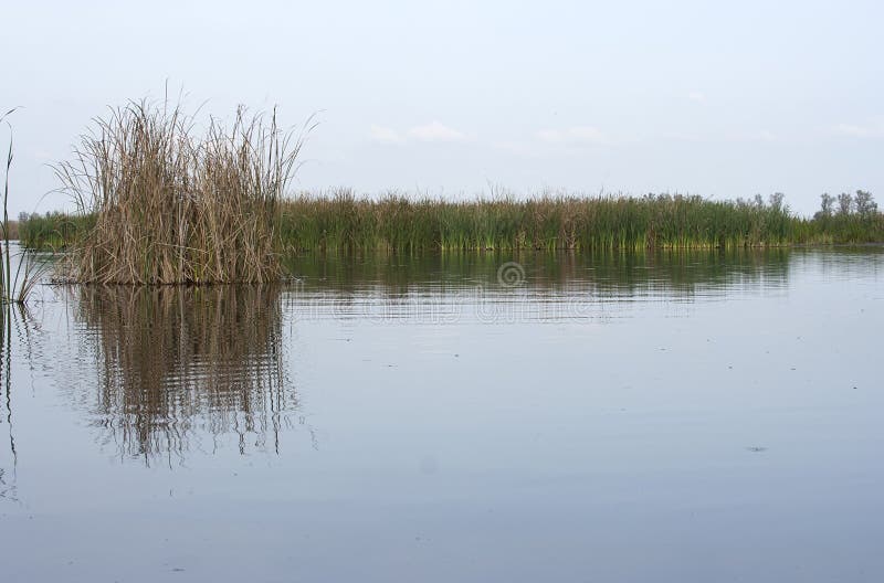 In Neajlov Delta stock image. Image of green, romania - 78890351